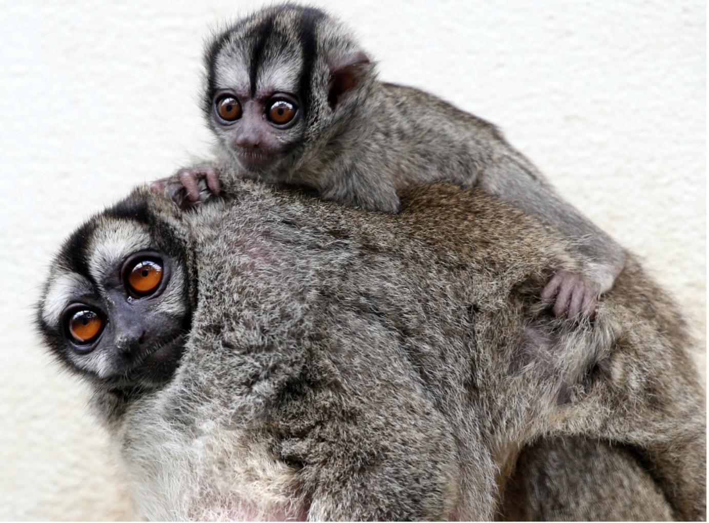 Stressed monkeys age faster? The impacts of stress exposures on ...